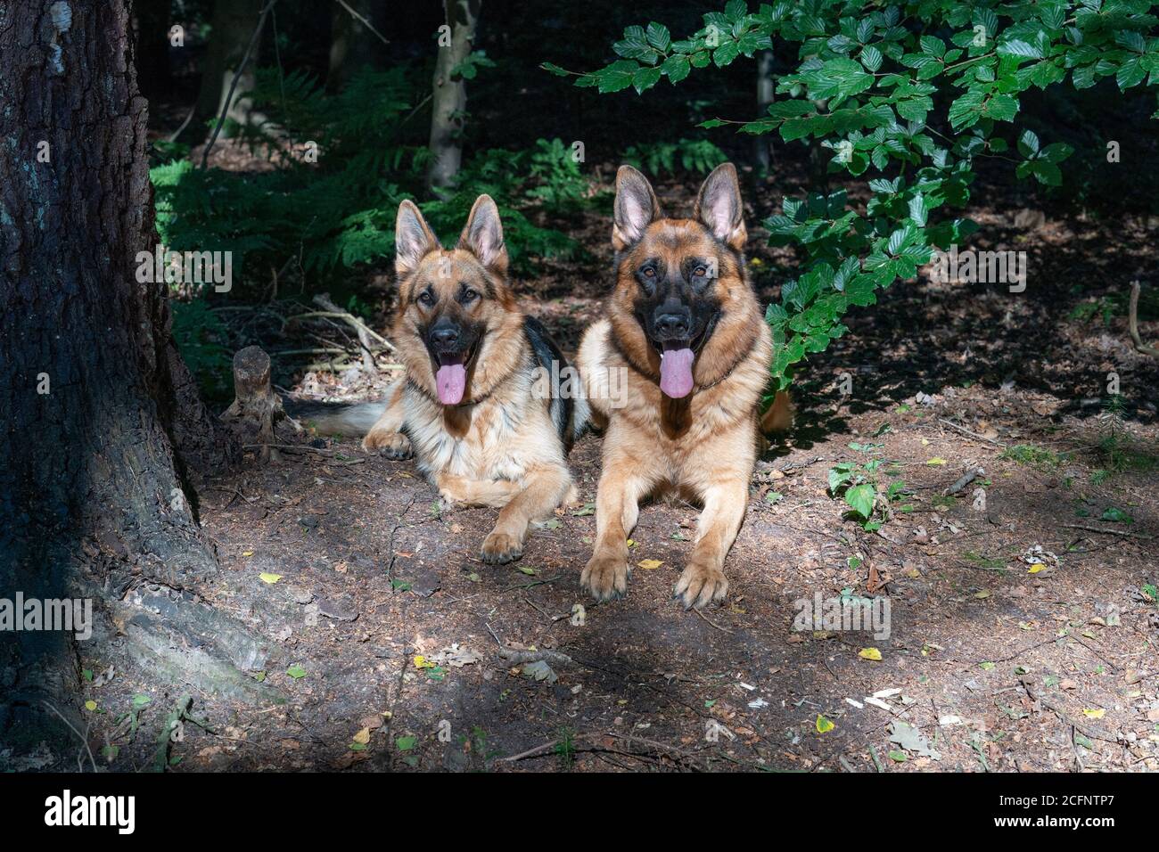 Two beautiful German Shepherd dogs lie together in the forest, sunlight ...