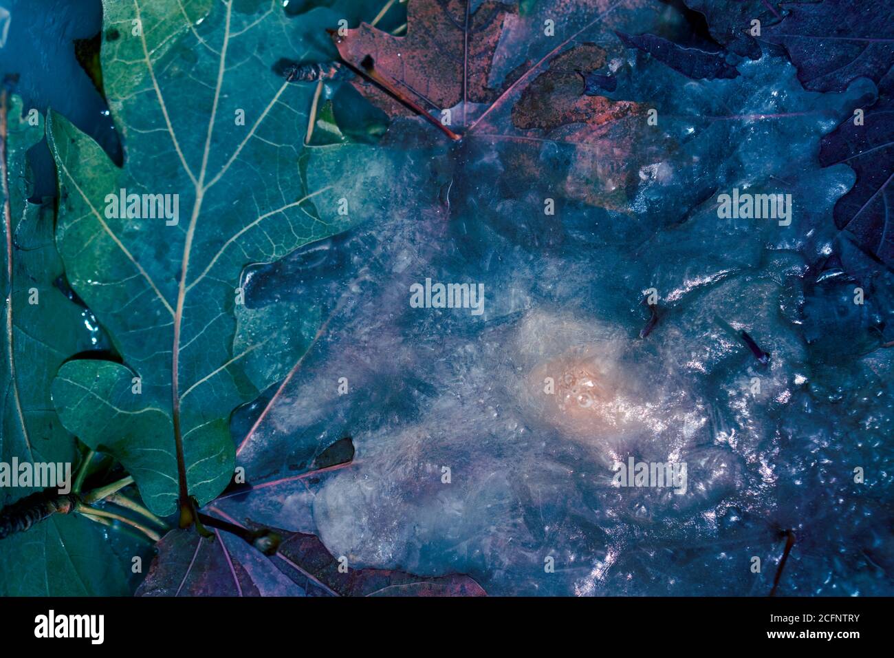 Background of color leaves of maple and oak in ice cube with air ...