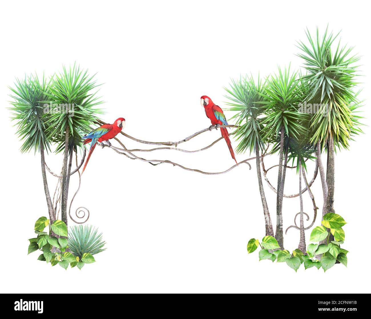 Parrots of the rainforest Cut Out Stock Images & Pictures - Alamy