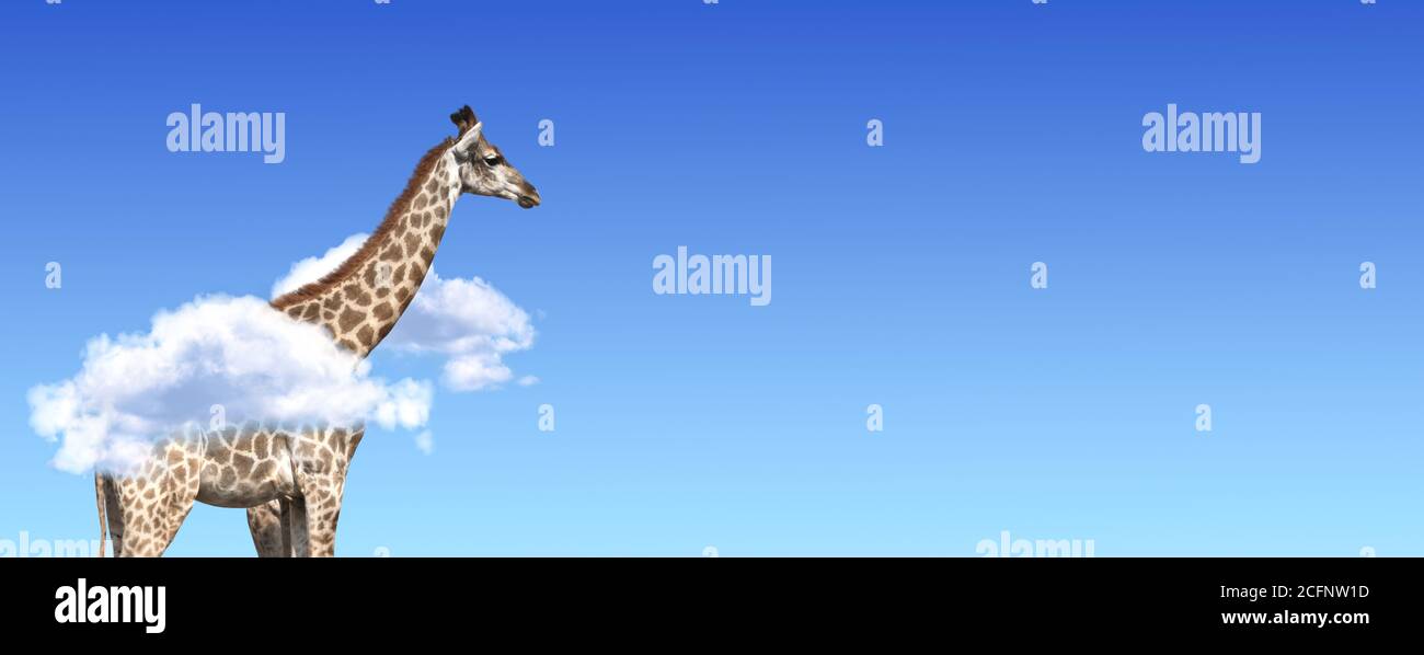 Horizontal banner with giraffe above clouds. Cute giraffe in the sky ...
