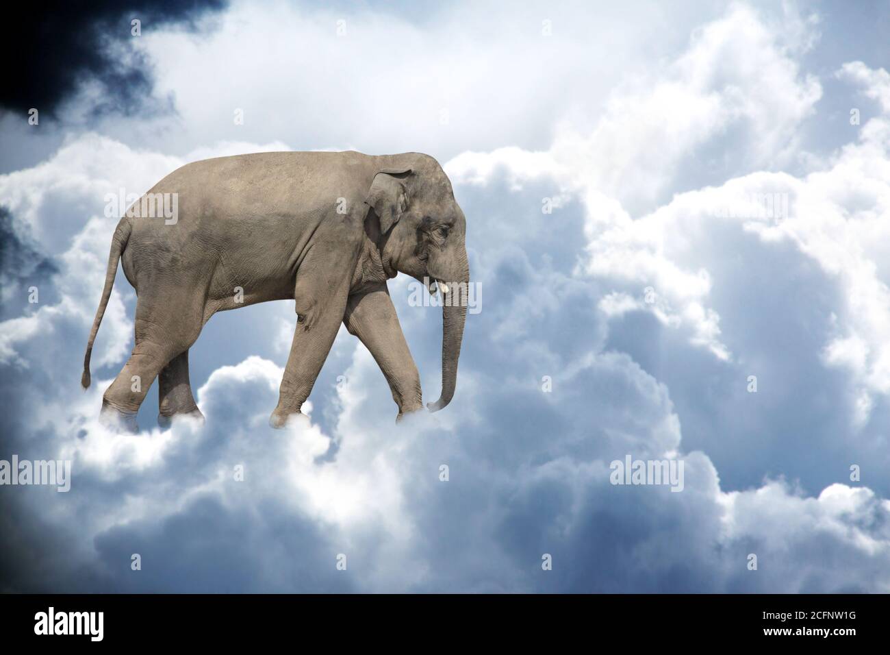 Horizontal banner with elephant above stormy cumulonimbus. Cute ...