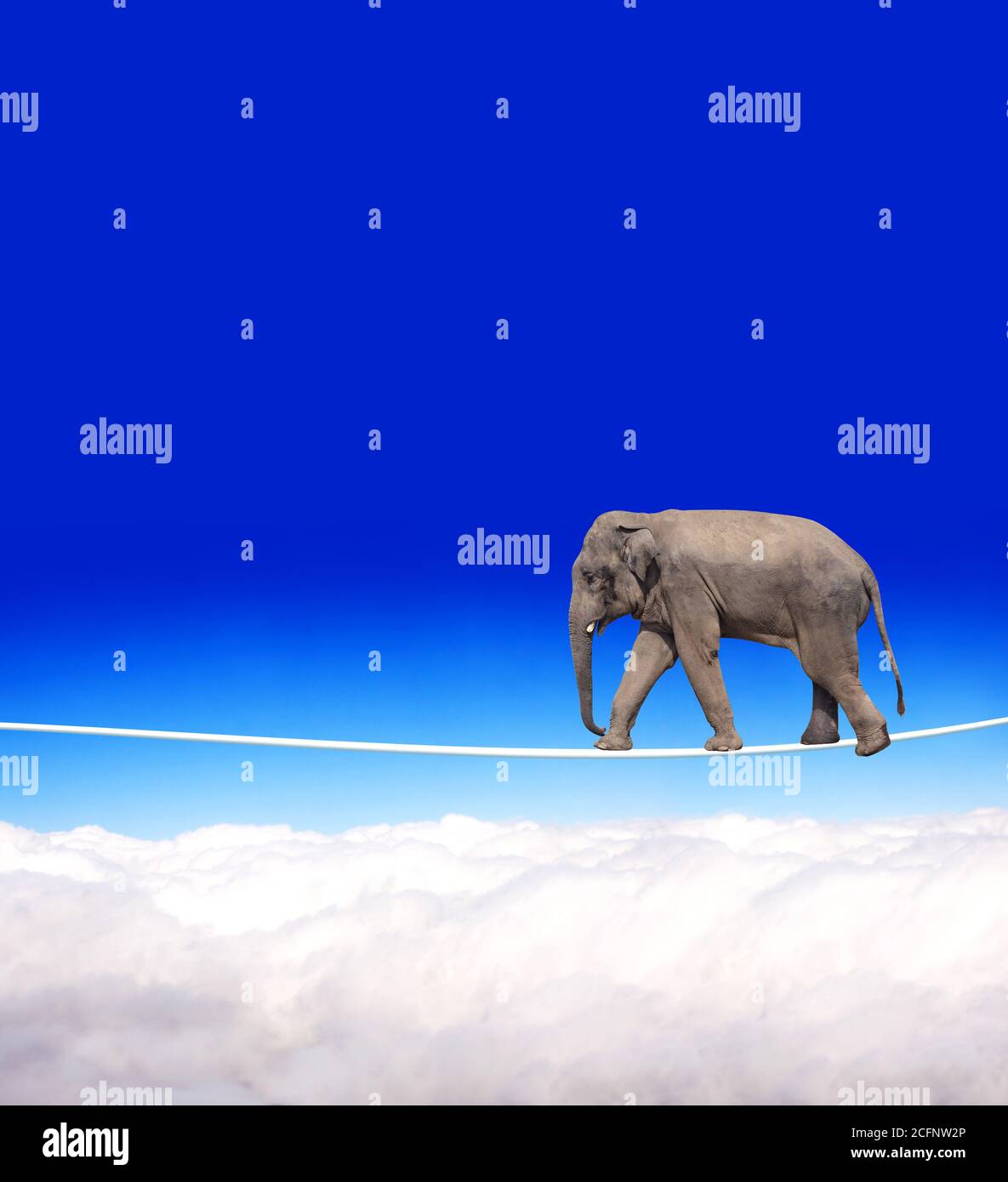 Managing risk concept. Elephant walking on a rope on the blue sky ...