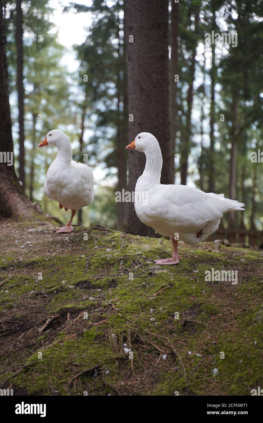 Two Geeze - Goose standing one leg in the forest Stock Photo - Alamy