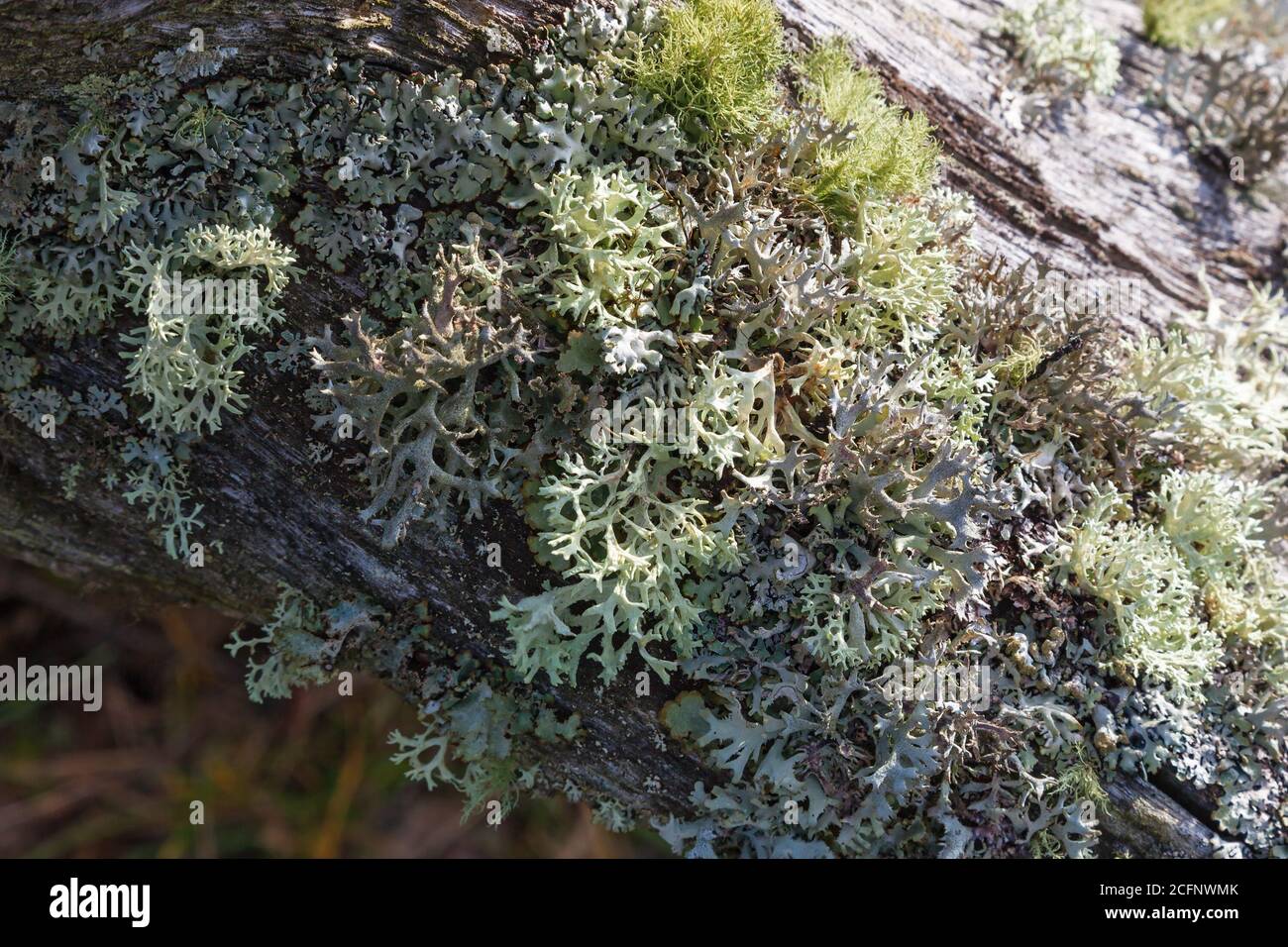 Tree log with lichens and moss Stock Photo - Alamy