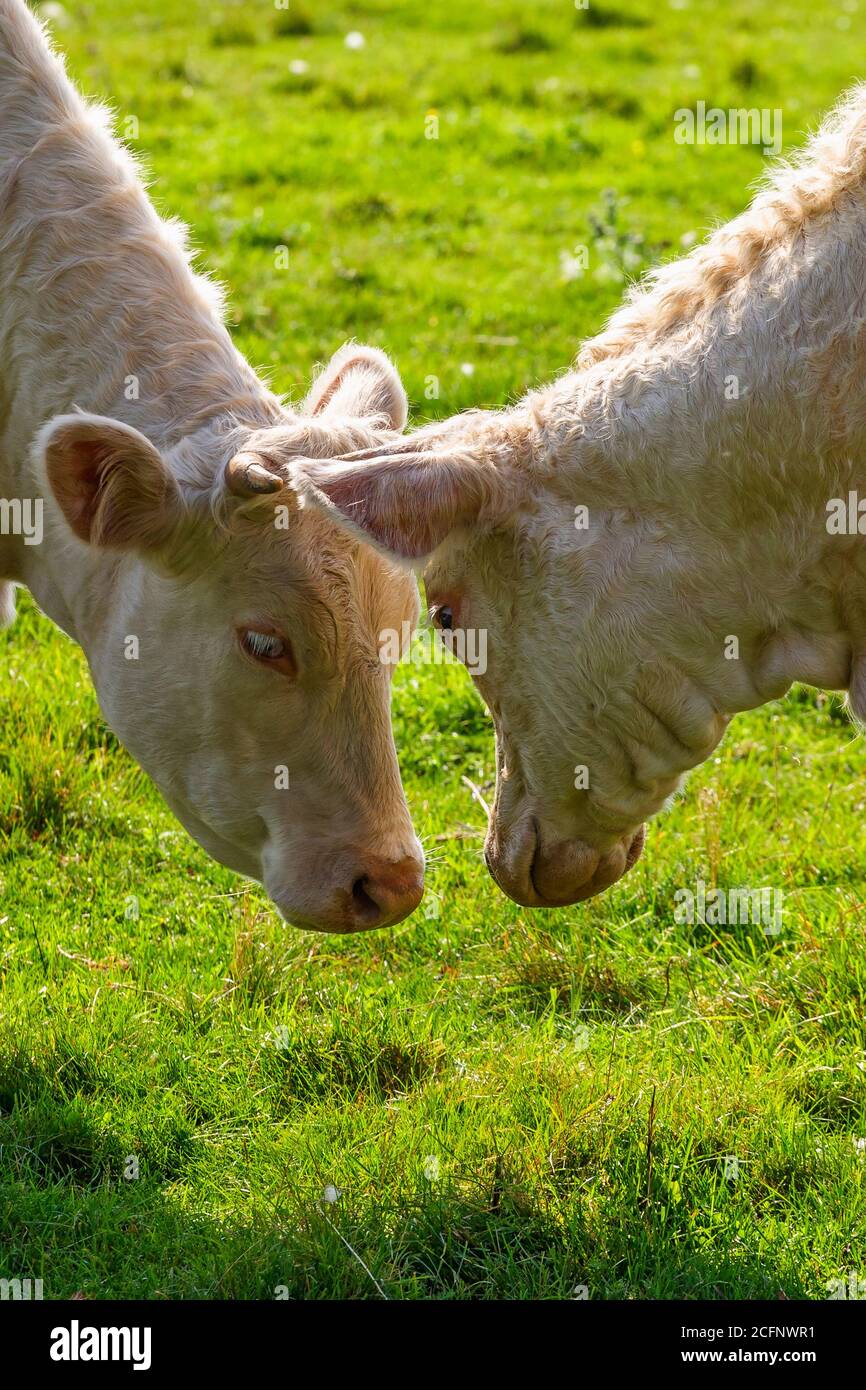 Two cows looking at each other Stock Photo - Alamy