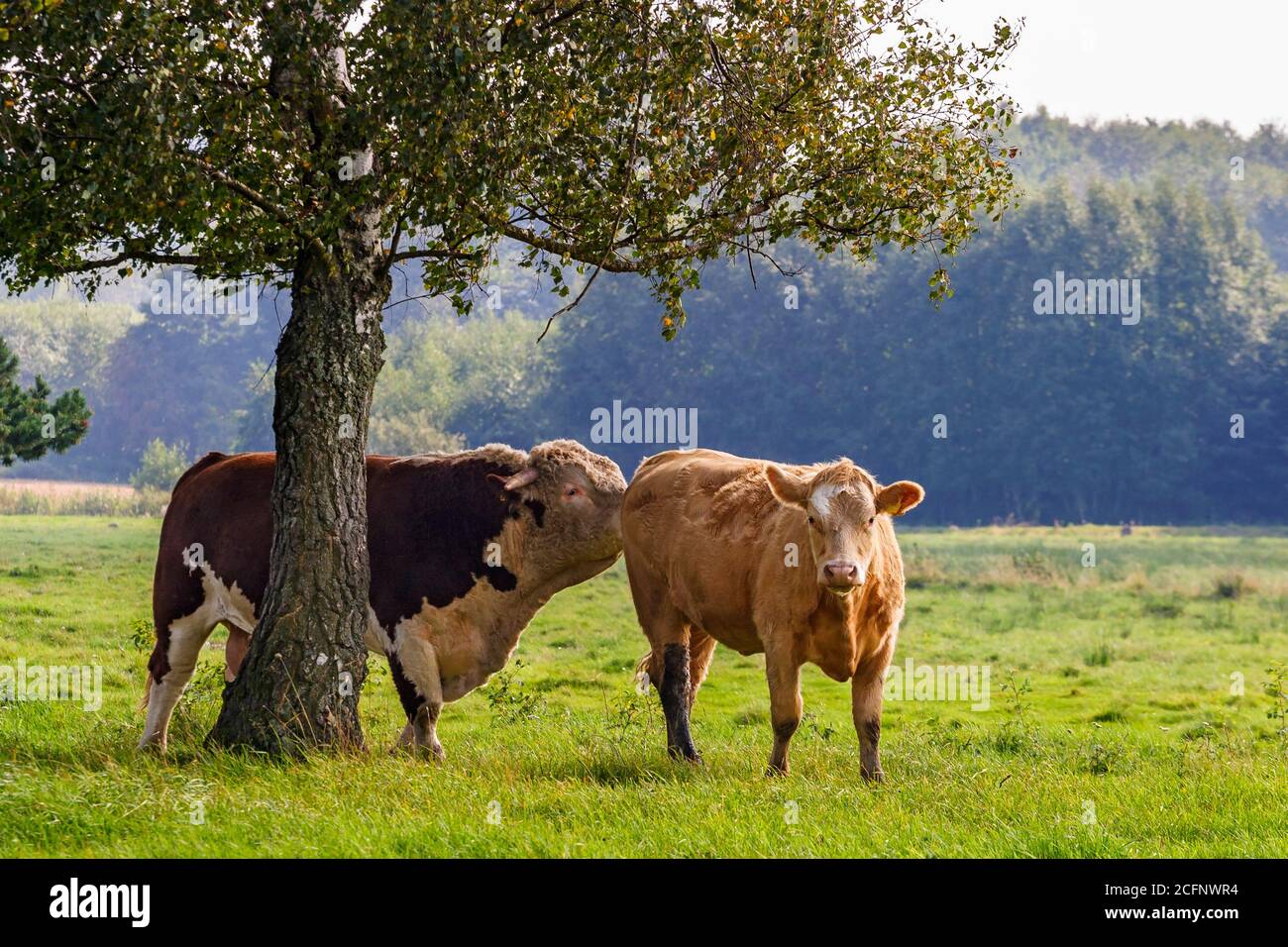 Sniff smell hi-res stock photography and images - Alamy