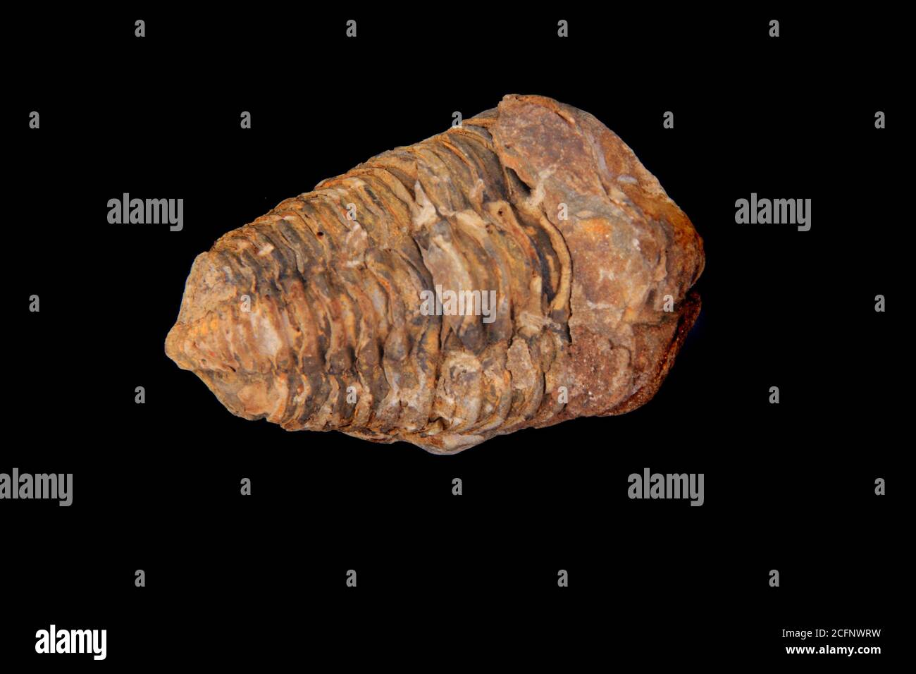 trilobite fossil isolated on the black background Stock Photo - Alamy