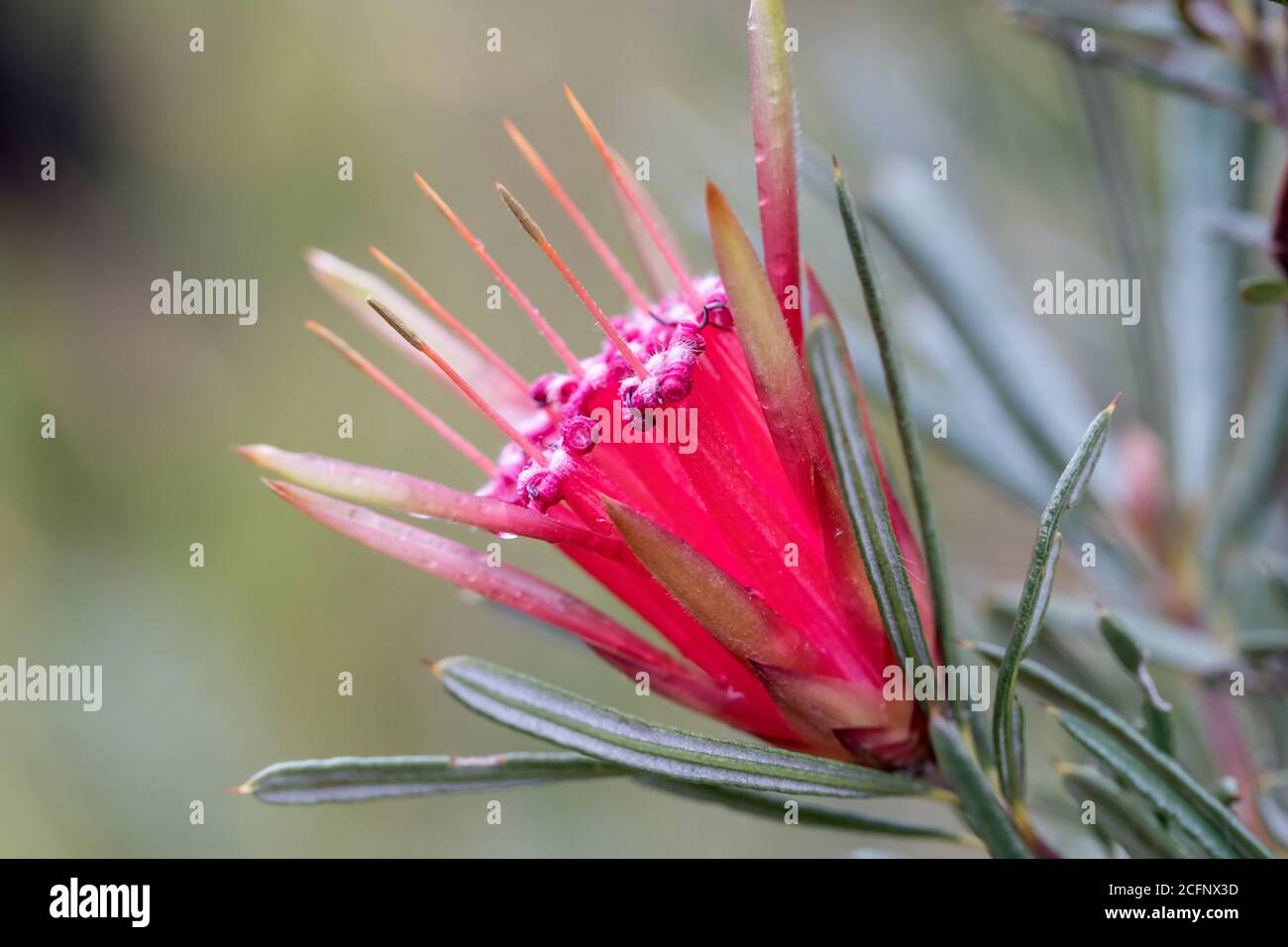 Australian Mountain Devil or Honey Flower Stock Photo - Alamy