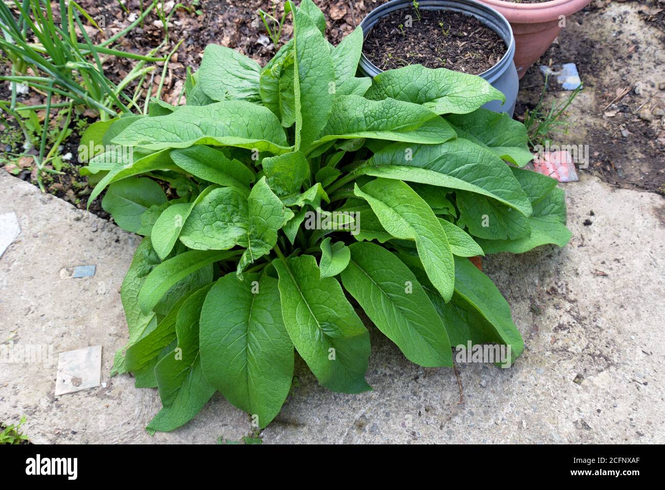 Growing comfrey gardening hi-res stock photography and images - Alamy