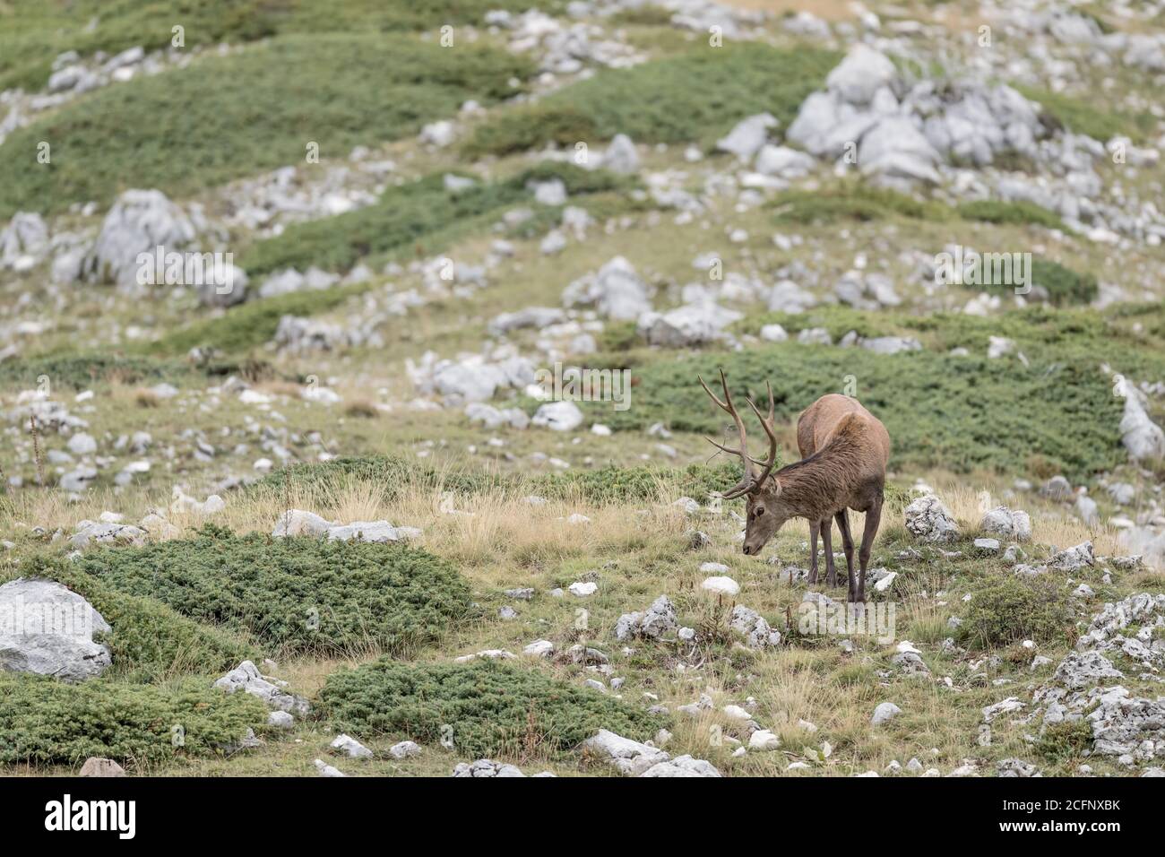 Isolated Red deer moving down the slope (Cervus elaphus Stock Photo - Alamy