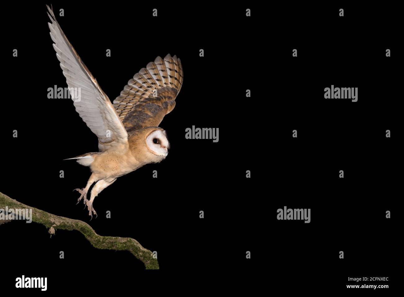 Beautiful portrait of Barn owl ready to hunt (Tyto alba Stock Photo - Alamy
