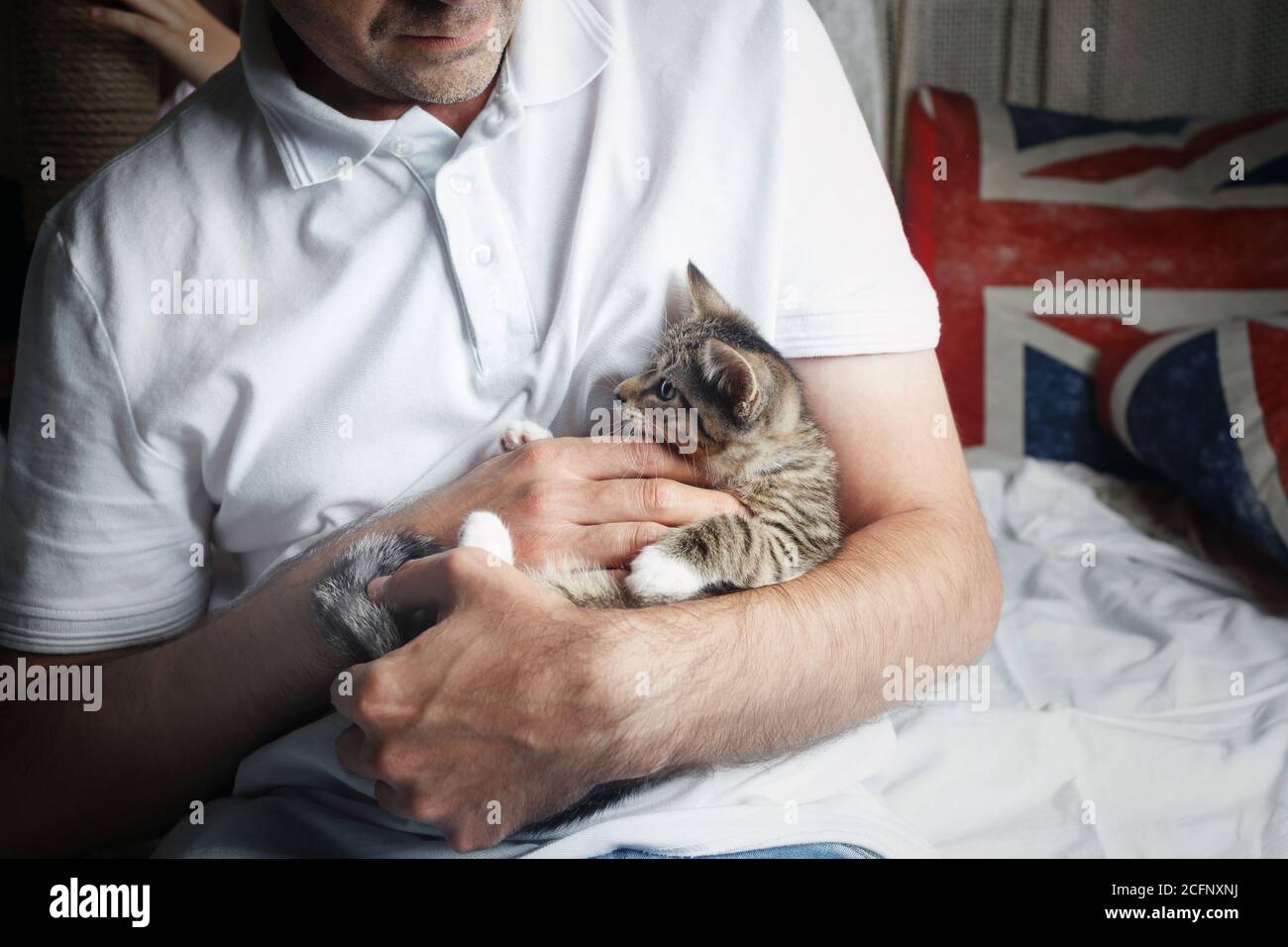 Cute tabby kitten in male hands. Cat is in the man's arms Stock Photo ...