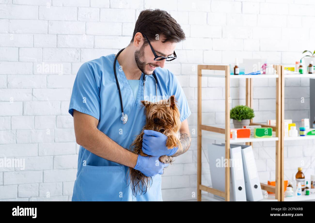 Happy veterinary doc with his little patient at medical office, blank ...