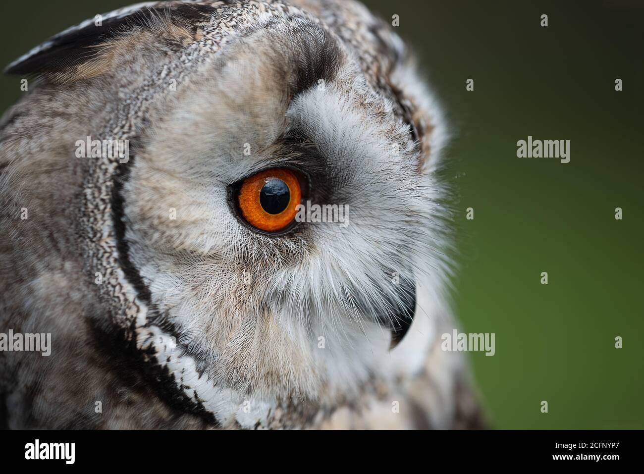Owl with beak open hi-res stock photography and images - Alamy
