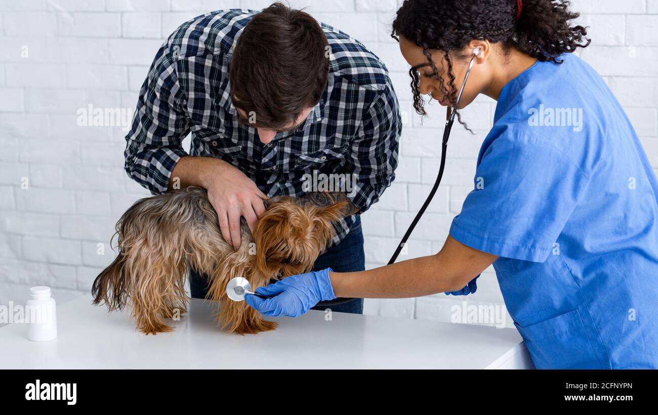 Vet doctor listening to patient's heartbeat at animal hospital Stock ...