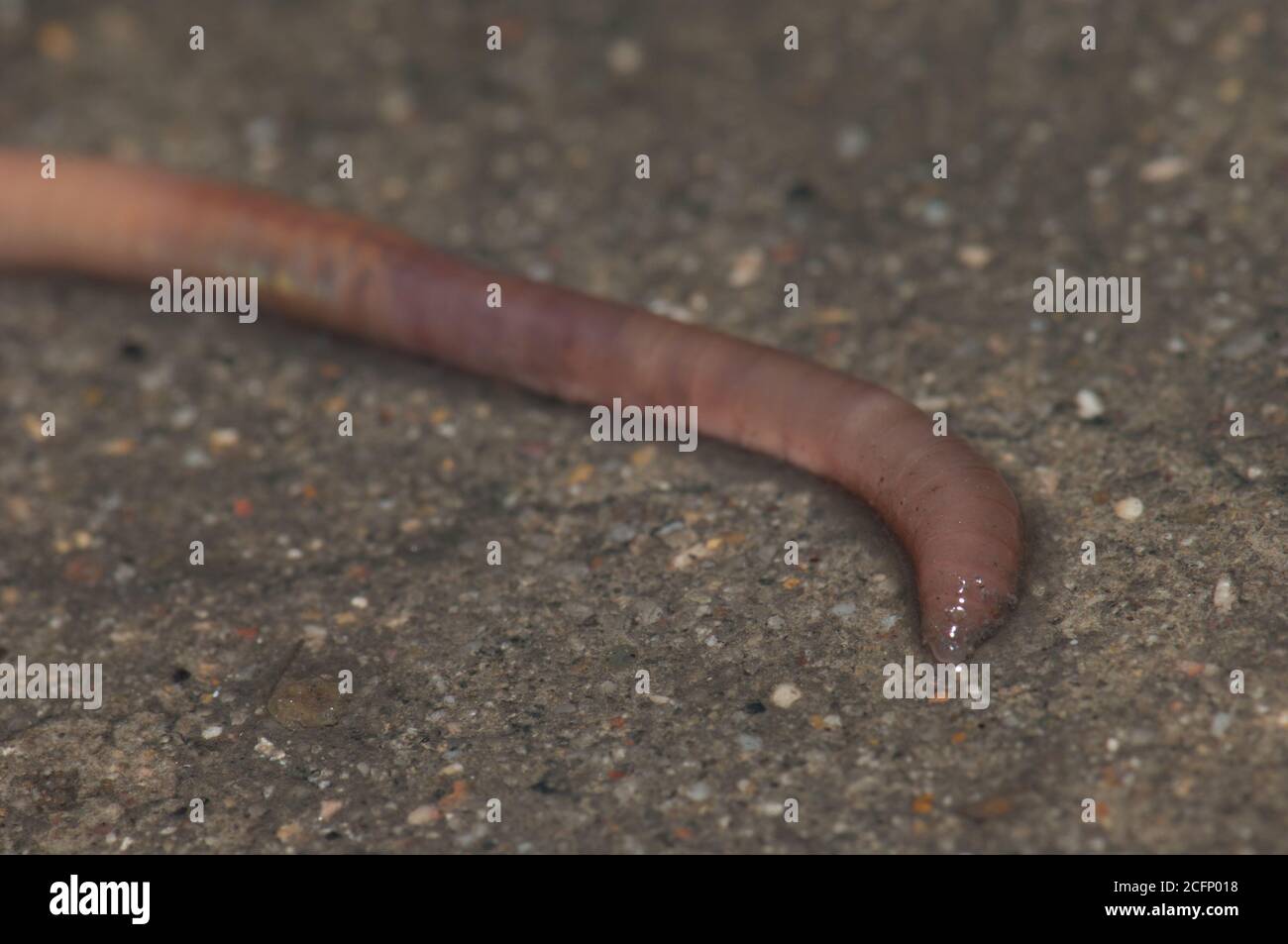 Ground Worm Under Microscope
