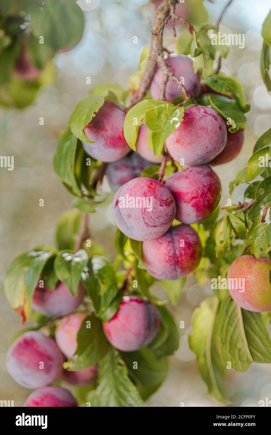 Garden plum tree. A branch of a garden plum tree with abundance of ...