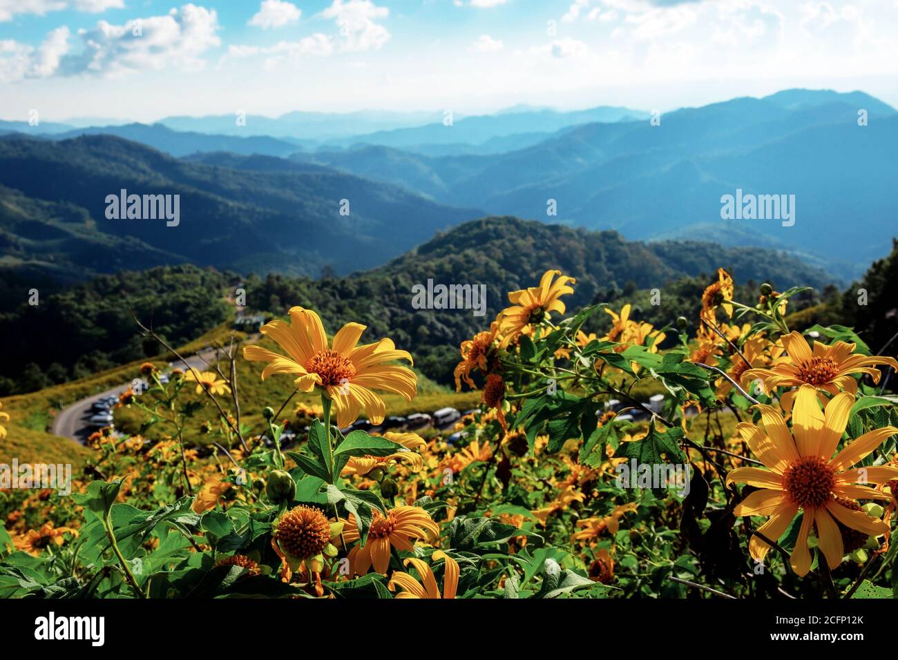Bua tong flower on hill with sunlight in the winter Stock Photo - Alamy