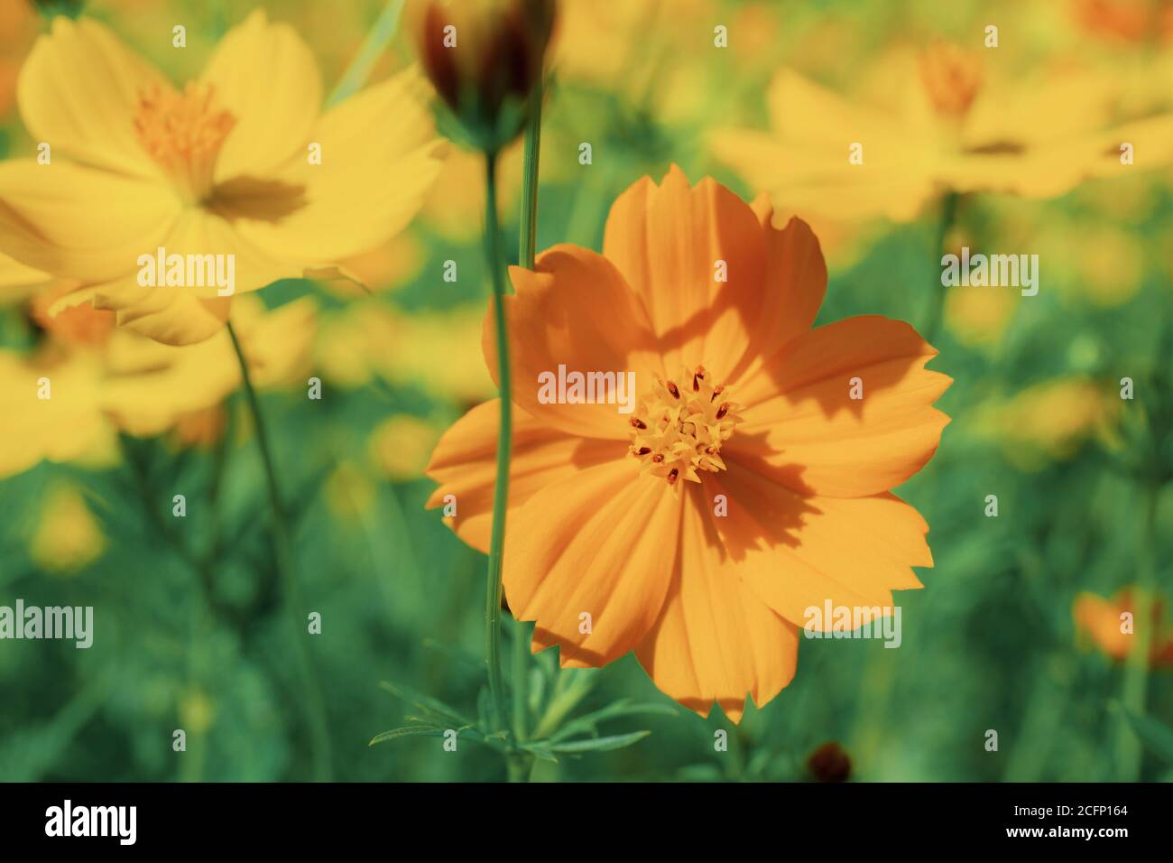 Cosmos in the garden with sunlight of colorful background Stock Photo ...