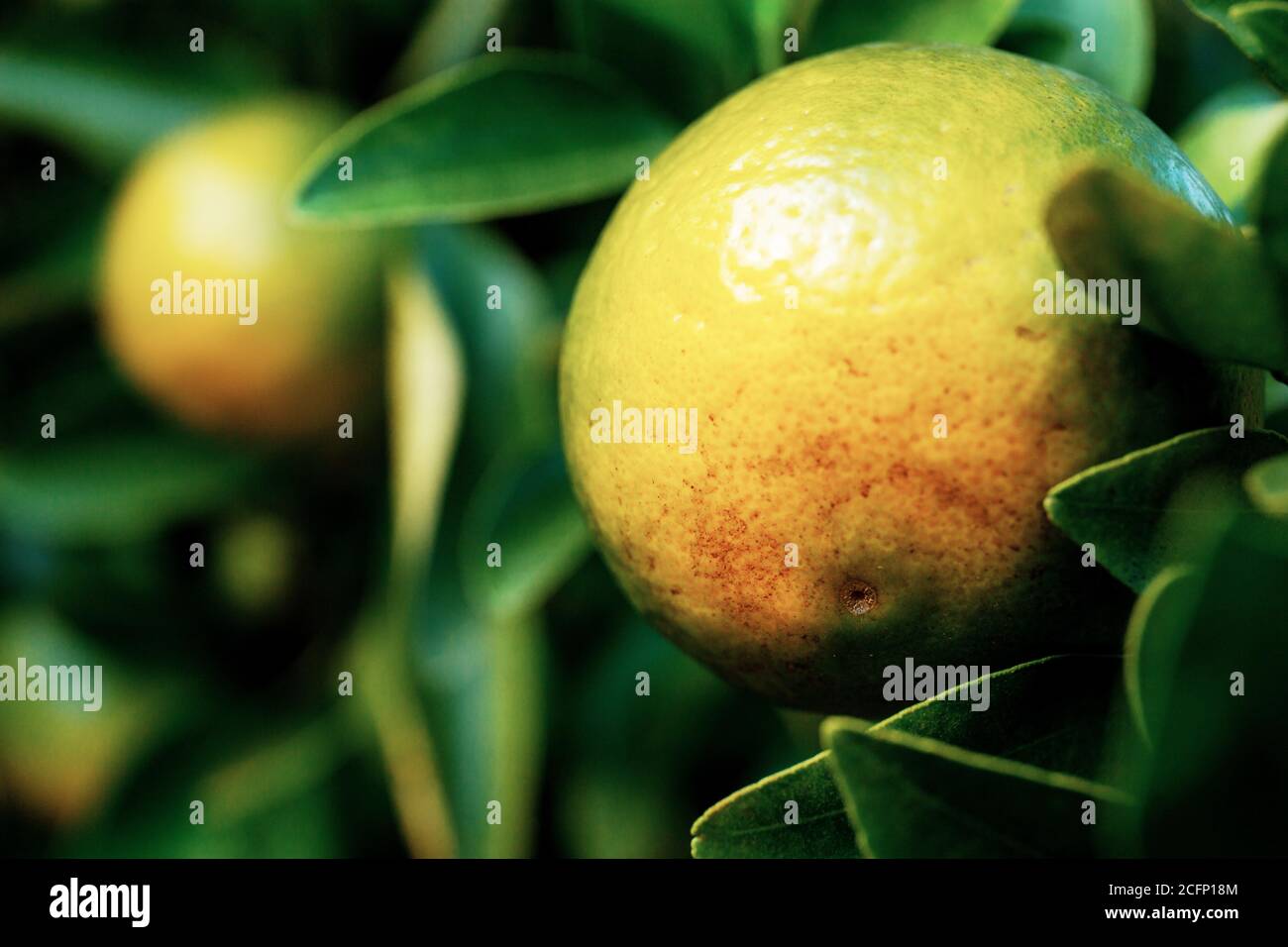 Ripe orange on tree at sunlight with green background Stock Photo - Alamy