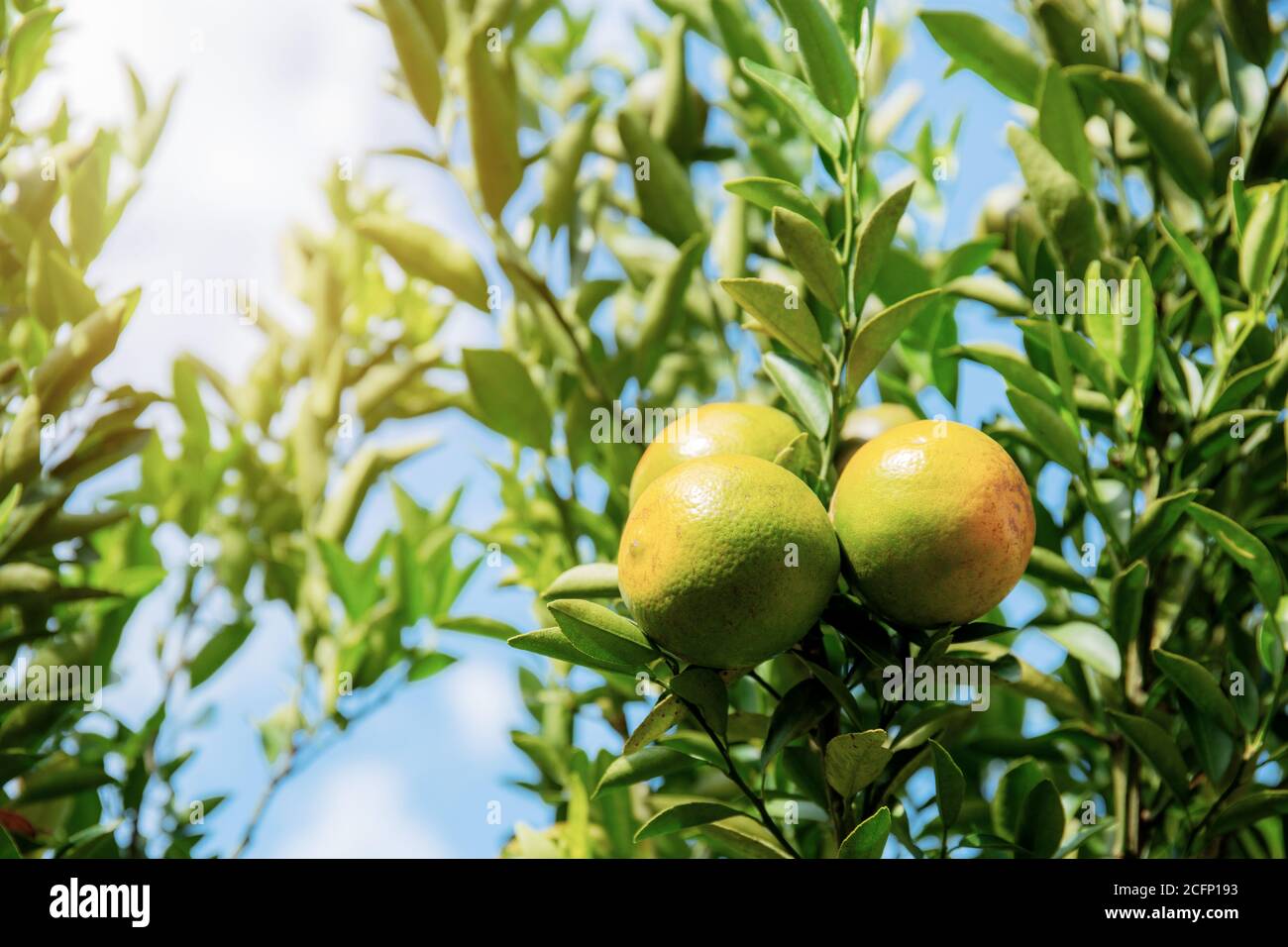Orange on tree in farm with sunlight at sky Stock Photo - Alamy