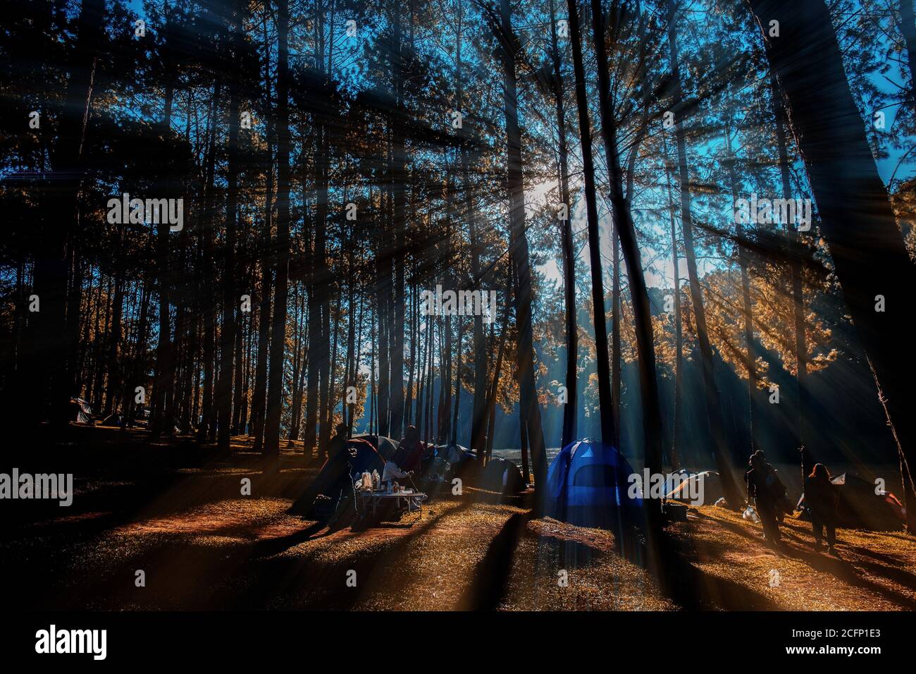 Sunlight at pine tree of Pang Oung in the winter Stock Photo - Alamy