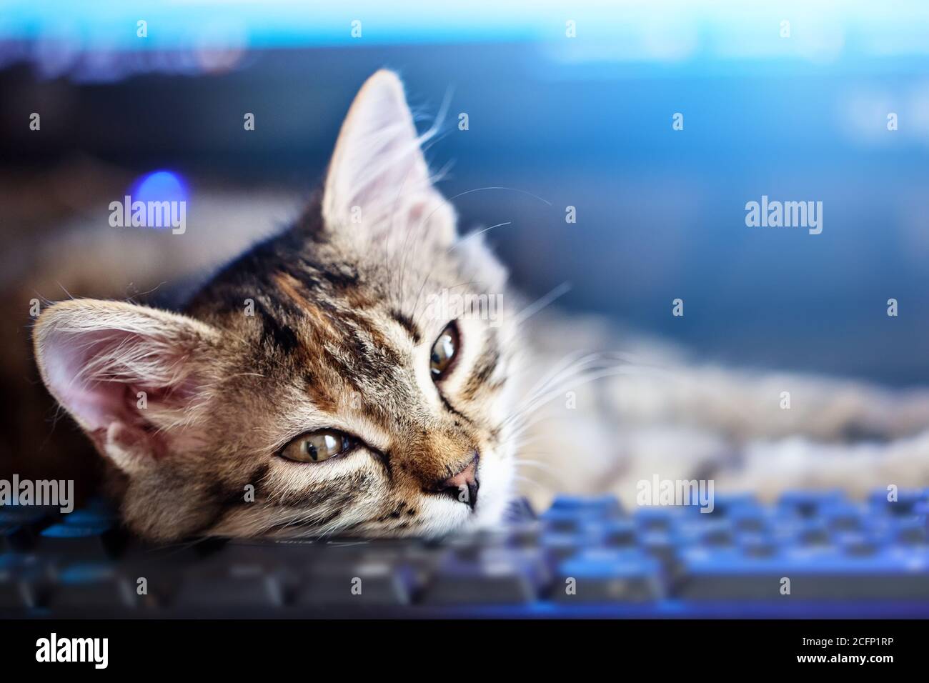 Happy cute kitten lying on the keyboard. Cozy morning at home ...