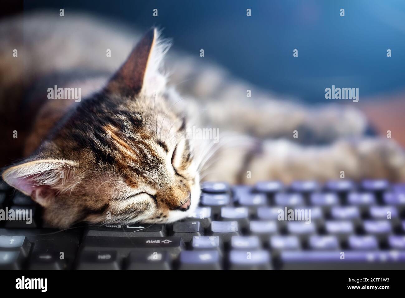 Keyboard Cat In Space