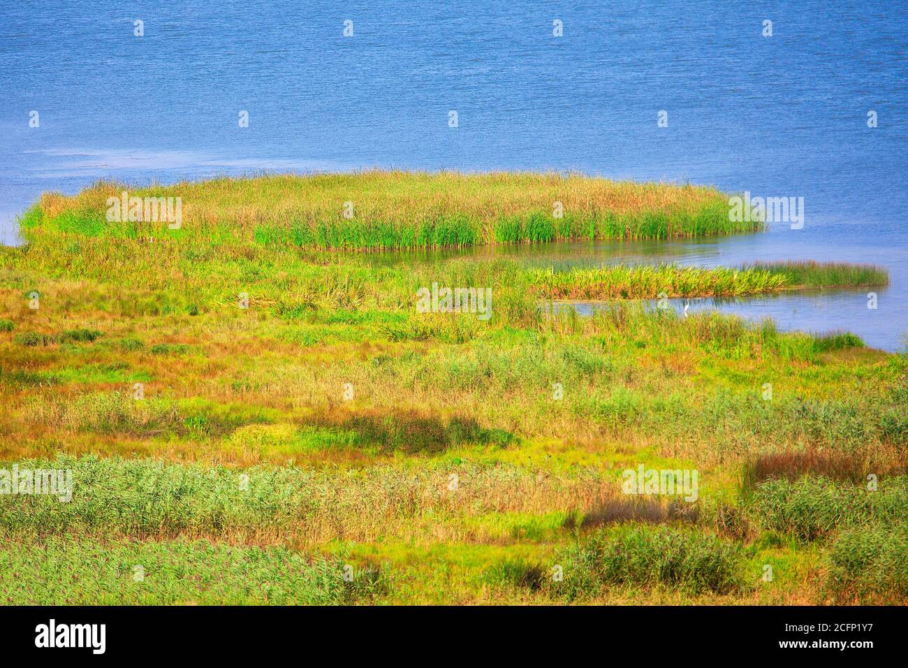 Green Reed Island . Aquatic nature reserve Stock Photo - Alamy