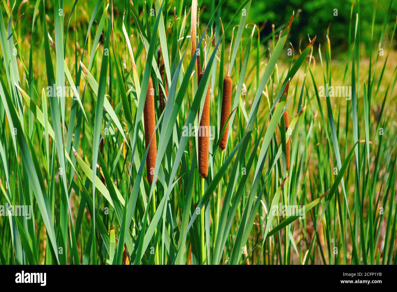 Typha herbaceous plant. Green reeds in the swamp Stock Photo - Alamy