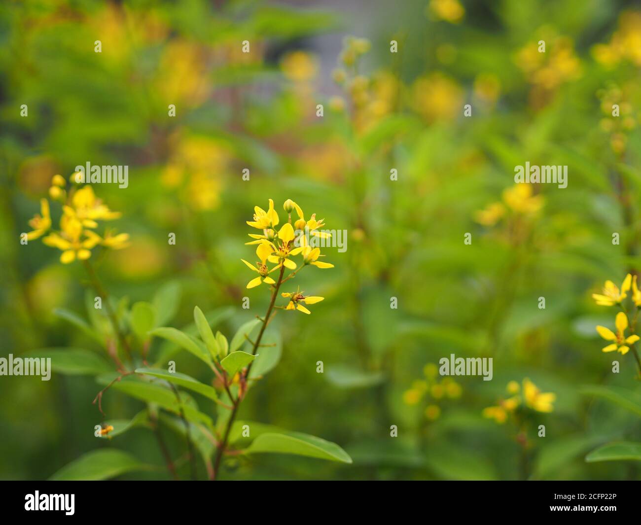 Little Yellow flower Thryallis glauca, Galphimia, Gold Shower medium shrub Dark yellow flowers ...
