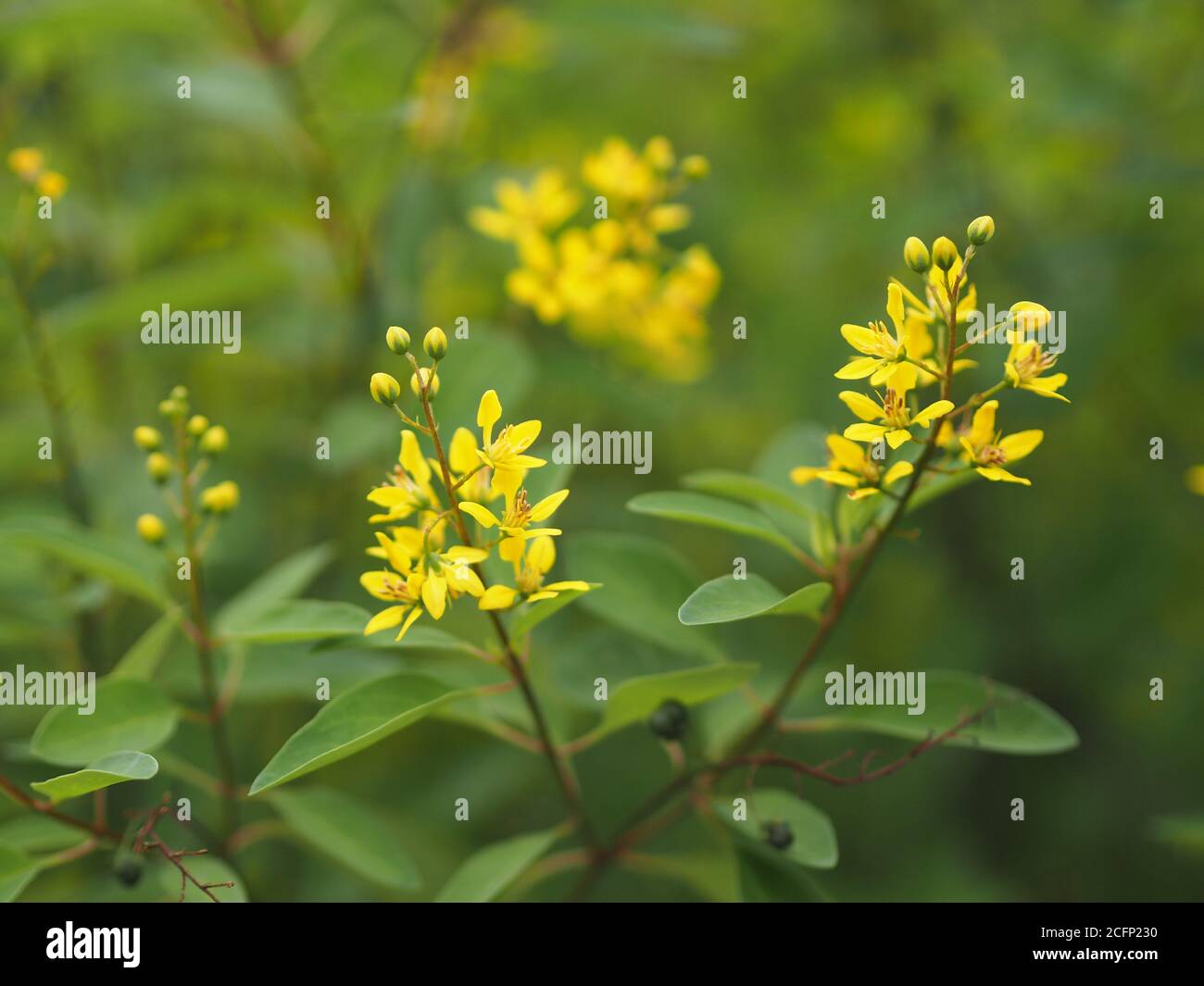 Gold shower plant hi-res stock photography and images - Alamy