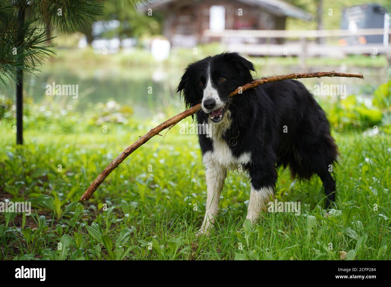A border collie cross Labrador working dog carrying a stick Stock Photo ...