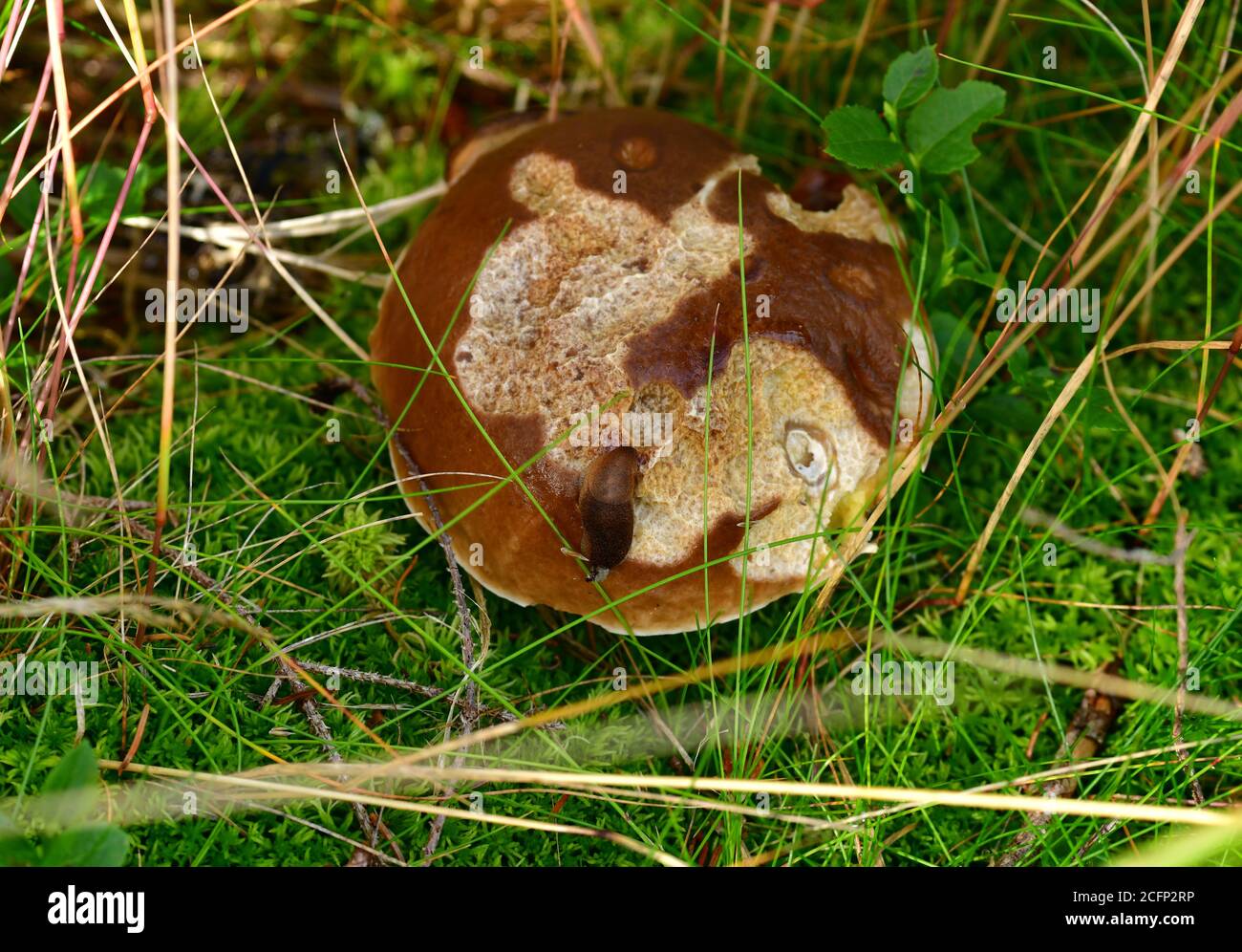 Slug mushrooms hi-res stock photography and images - Alamy