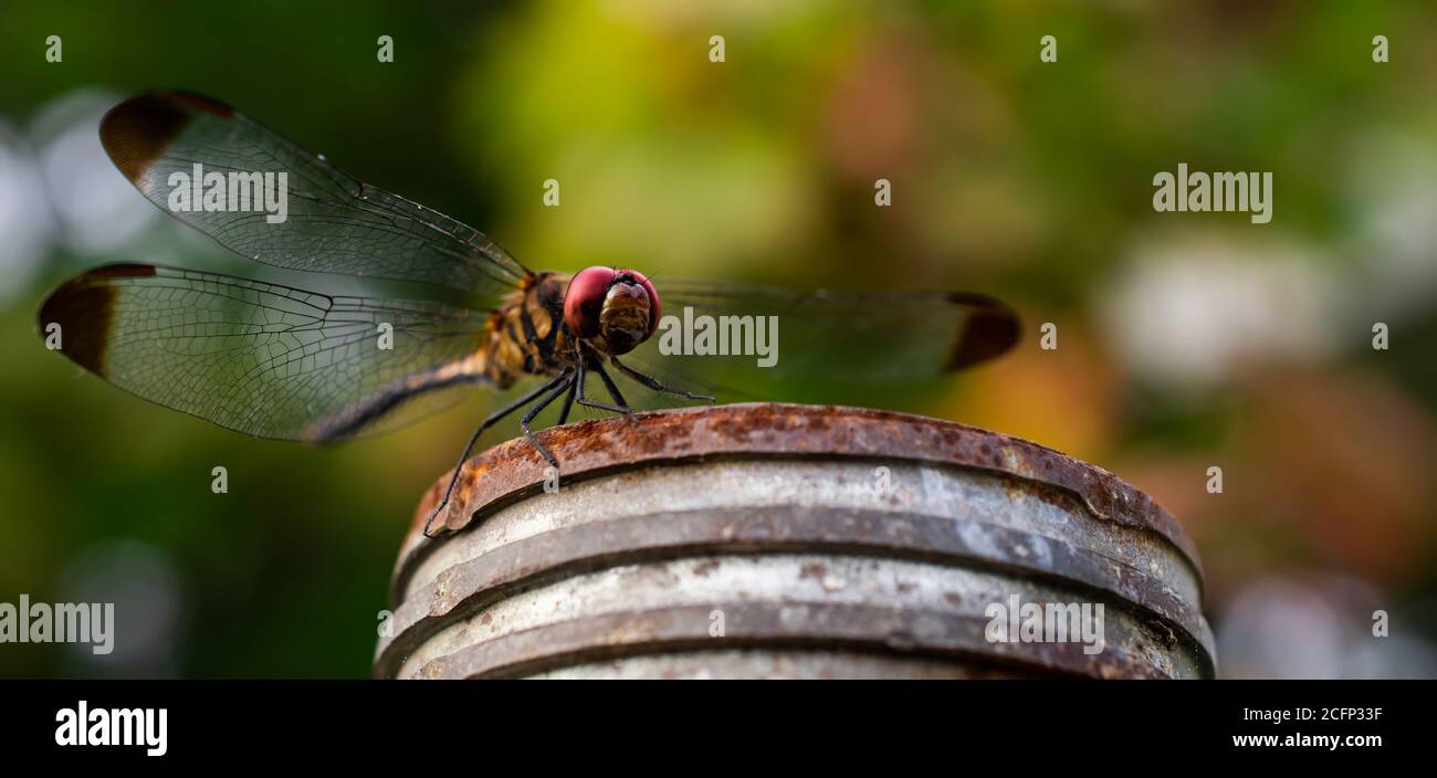 Macro details nature hi-res stock photography and images - Alamy