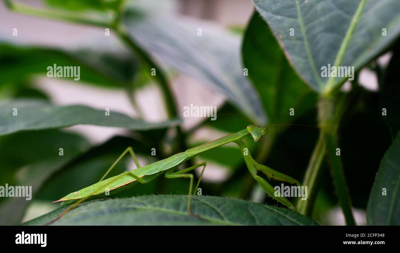 Praying Mantis closeup Stock Photo - Alamy