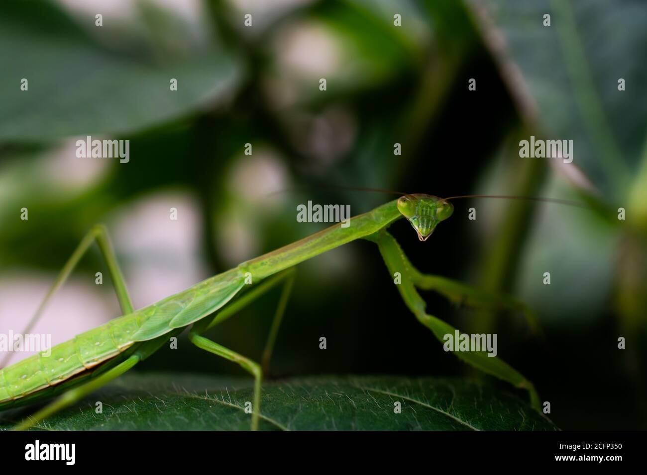 Praying Mantis closeup Stock Photo - Alamy
