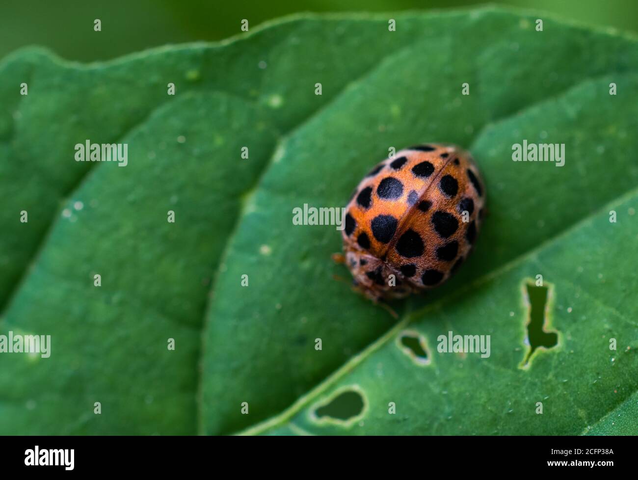 Asian lady beetle hi-res stock photography and images - Alamy