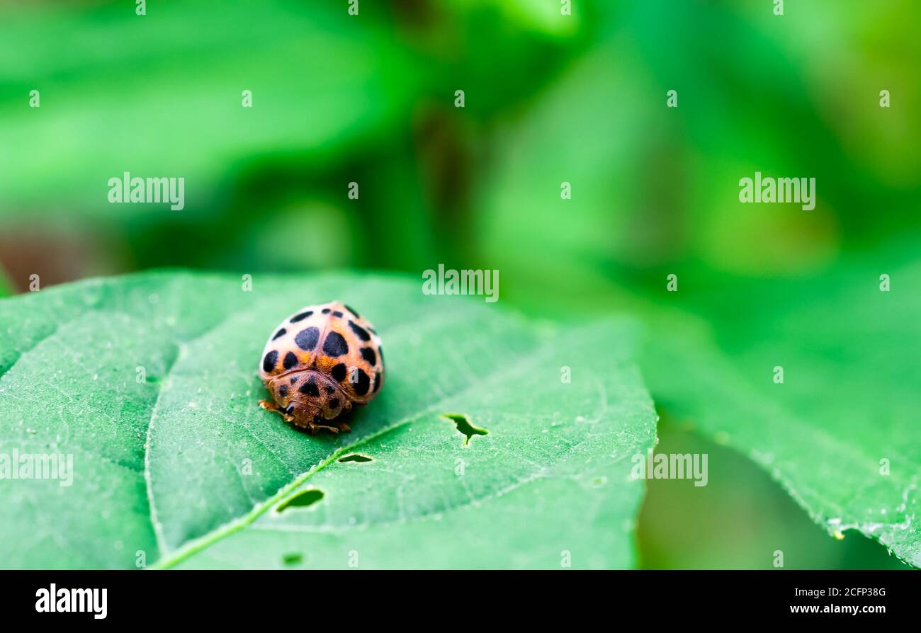 Asian lady beetle hi-res stock photography and images - Alamy