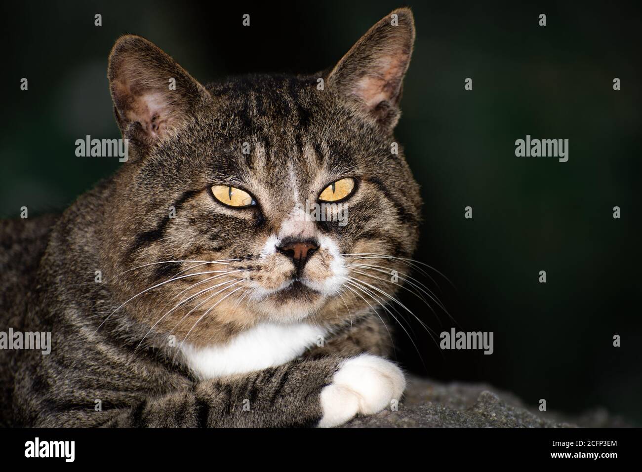Unimpressed park cat glares at the camera Stock Photo - Alamy
