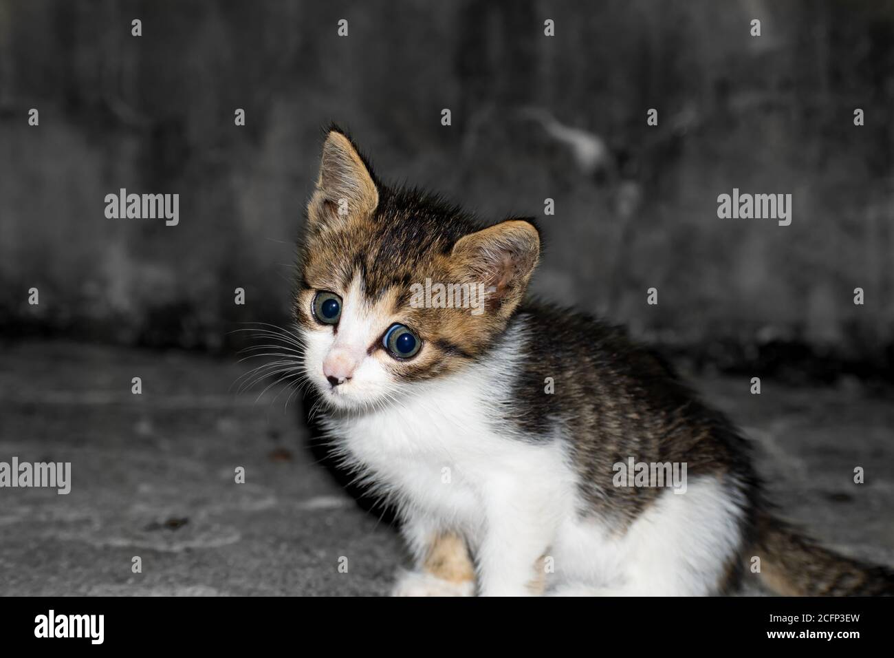 Portrait of adorably cute kitten Stock Photo - Alamy