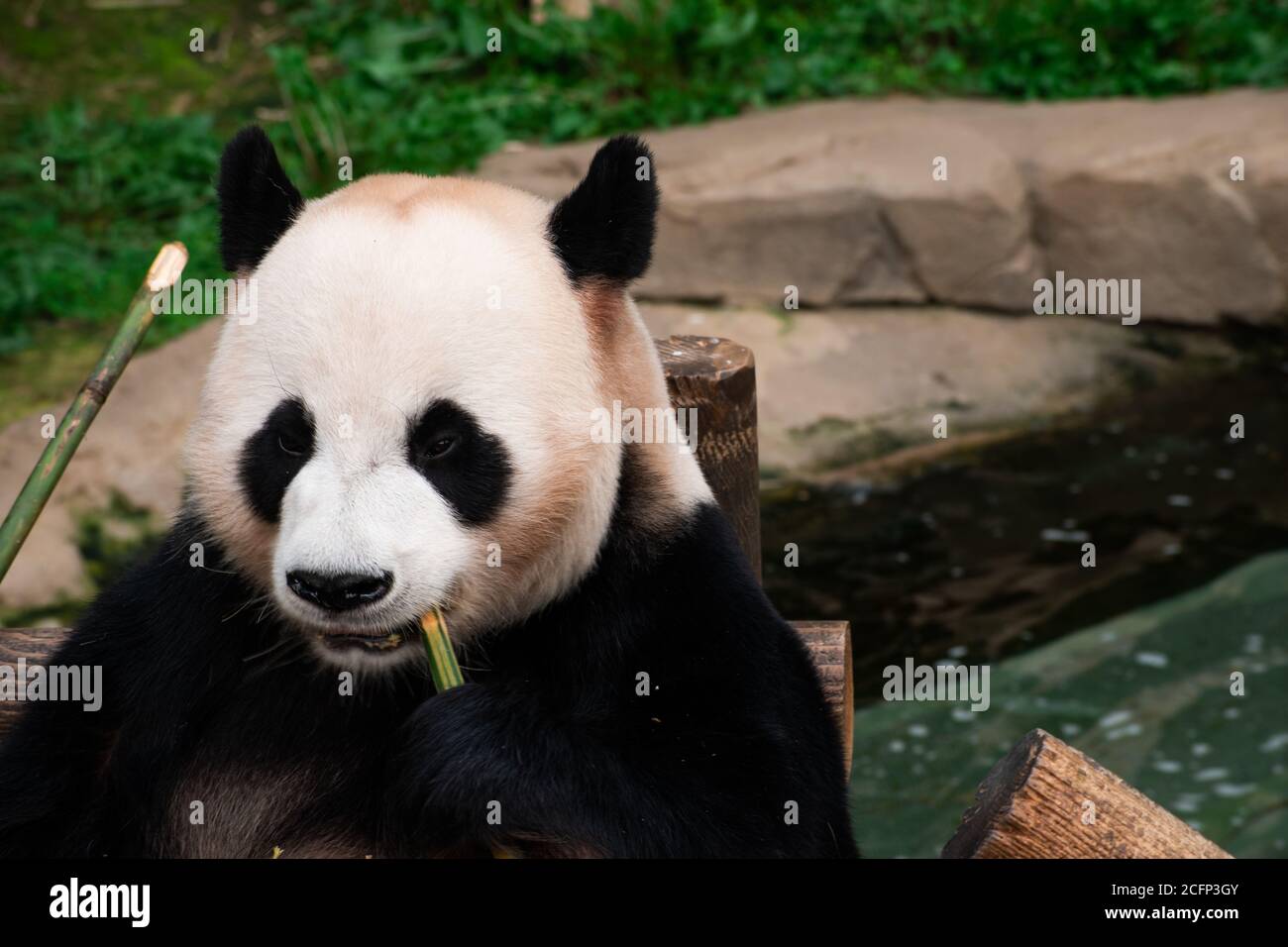 Lazy panda hi-res stock photography and images - Alamy