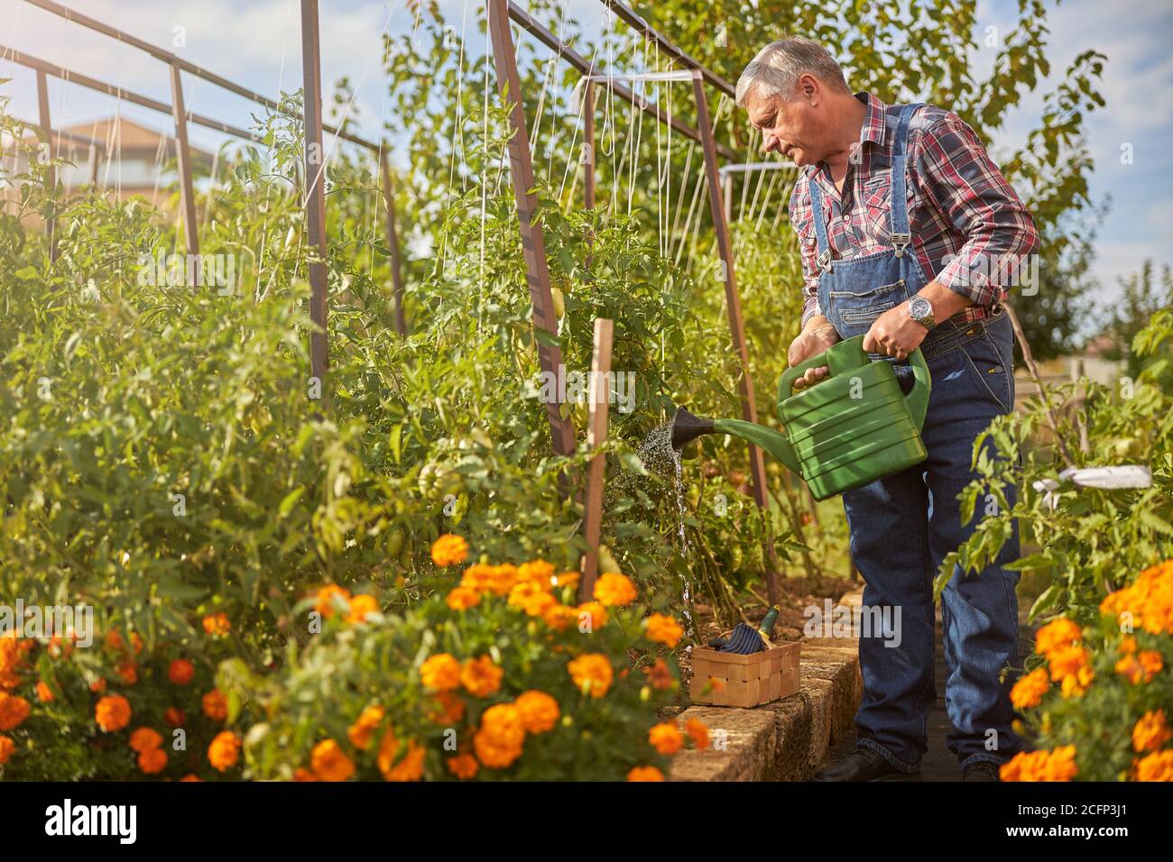 Caring farmer watering his plants in the garden Stock Photo - Alamy