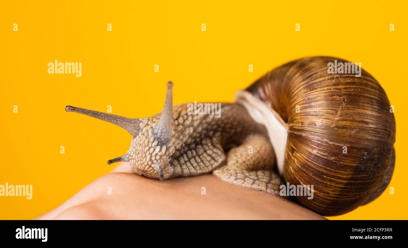 dieting and eating delicates. seafood and eating mollusk. snail farm ... dieting and eating delicates. seafood and eating mollusk. snail farm ...