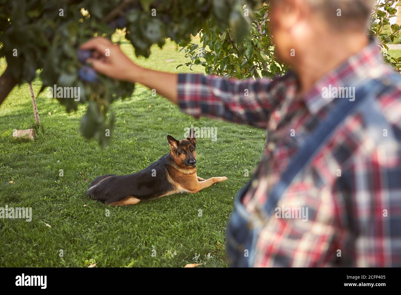 Aging man touching a tree branch while looking at his dog Stock Photo ...