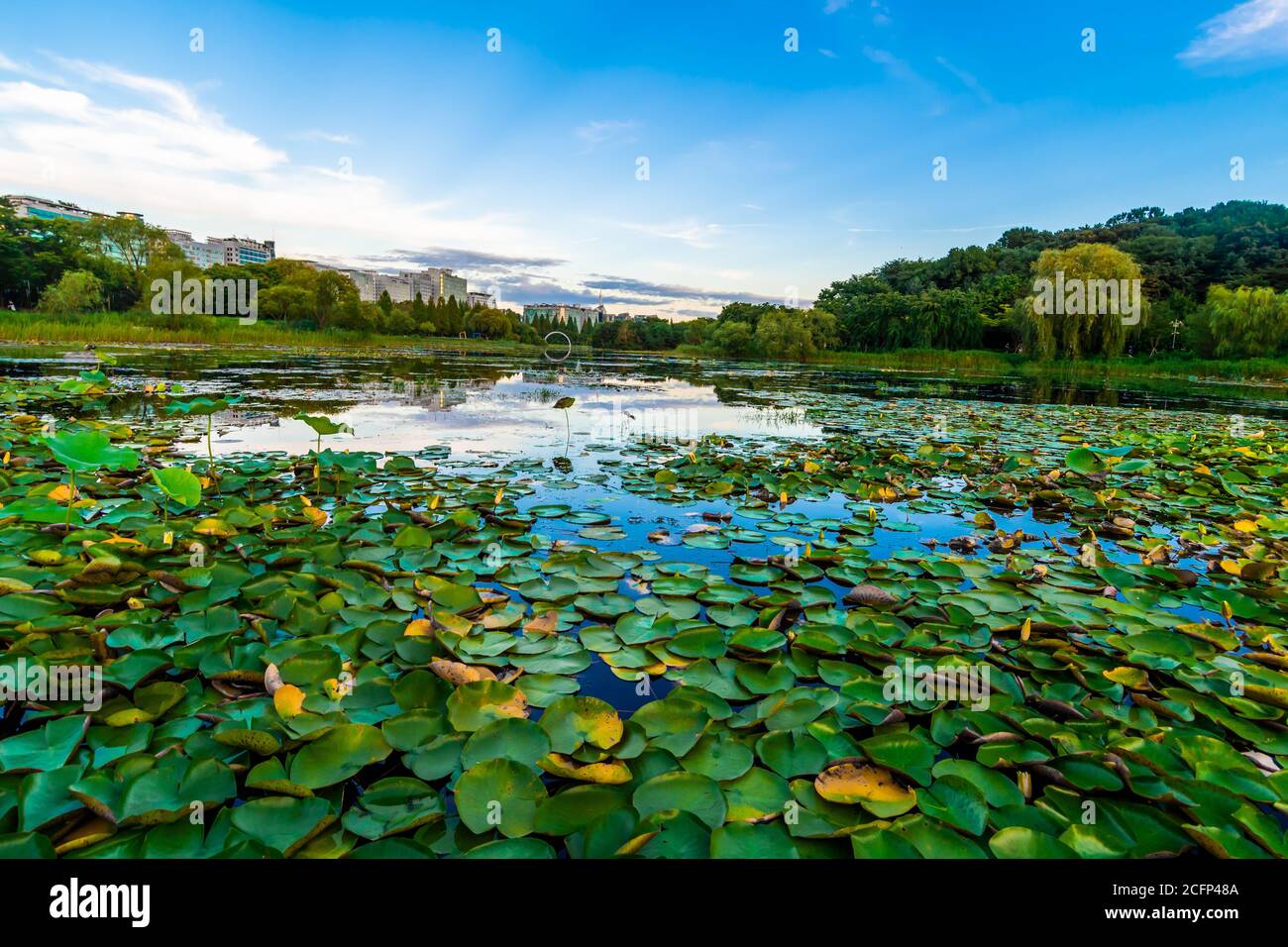 Ilsan korea lake park hi-res stock photography and images - Alamy