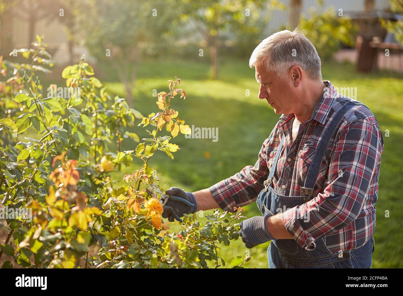 Senior citizen using pliers to pinch his roses Stock Photo - Alamy
