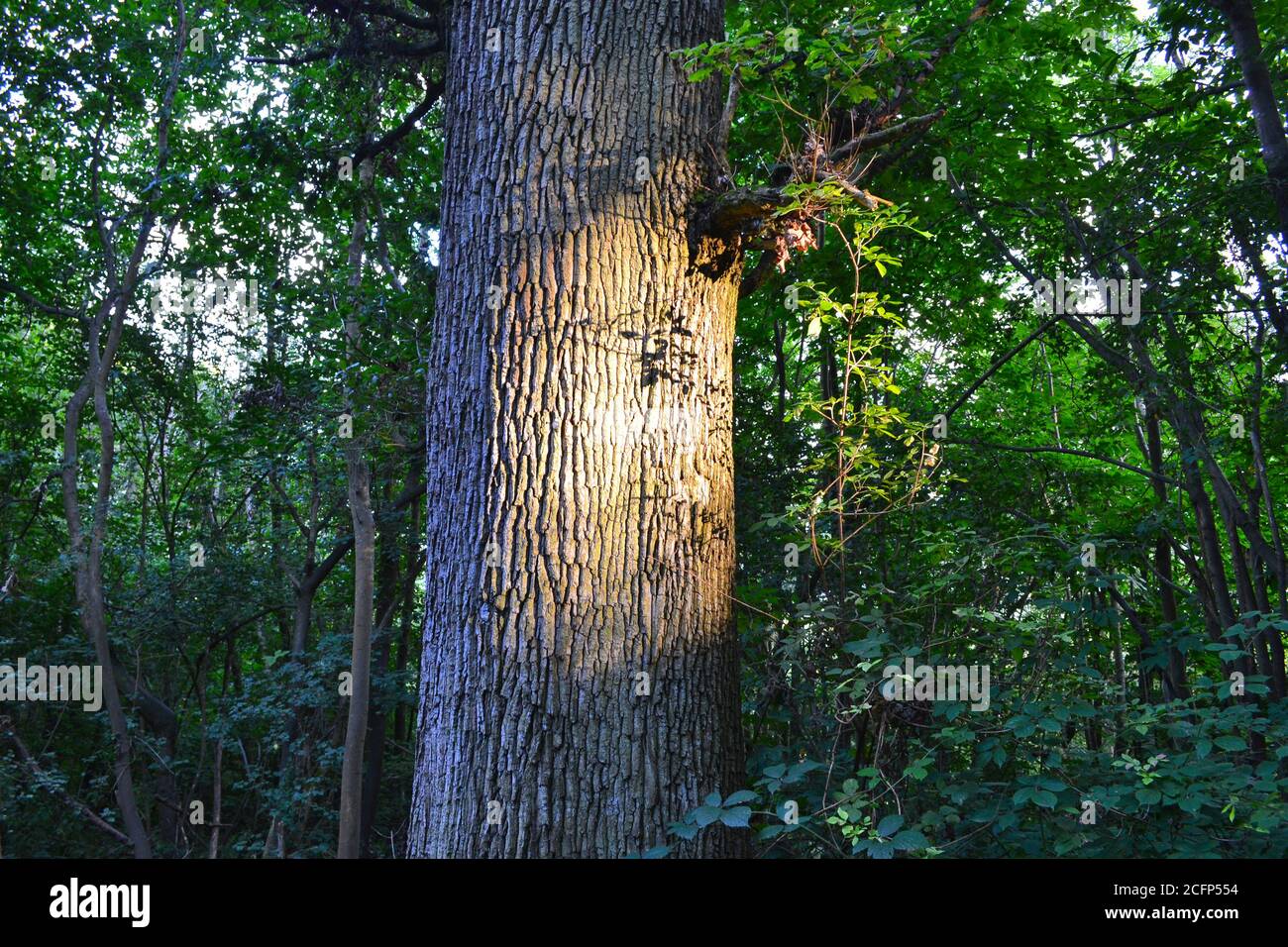 Romshed farm hi-res stock photography and images - Alamy