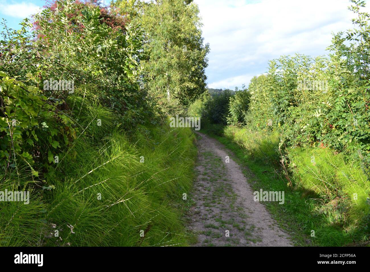 Superb hedgerow-lined path near Romshed Farm, Underriver, Sevenoaks ...