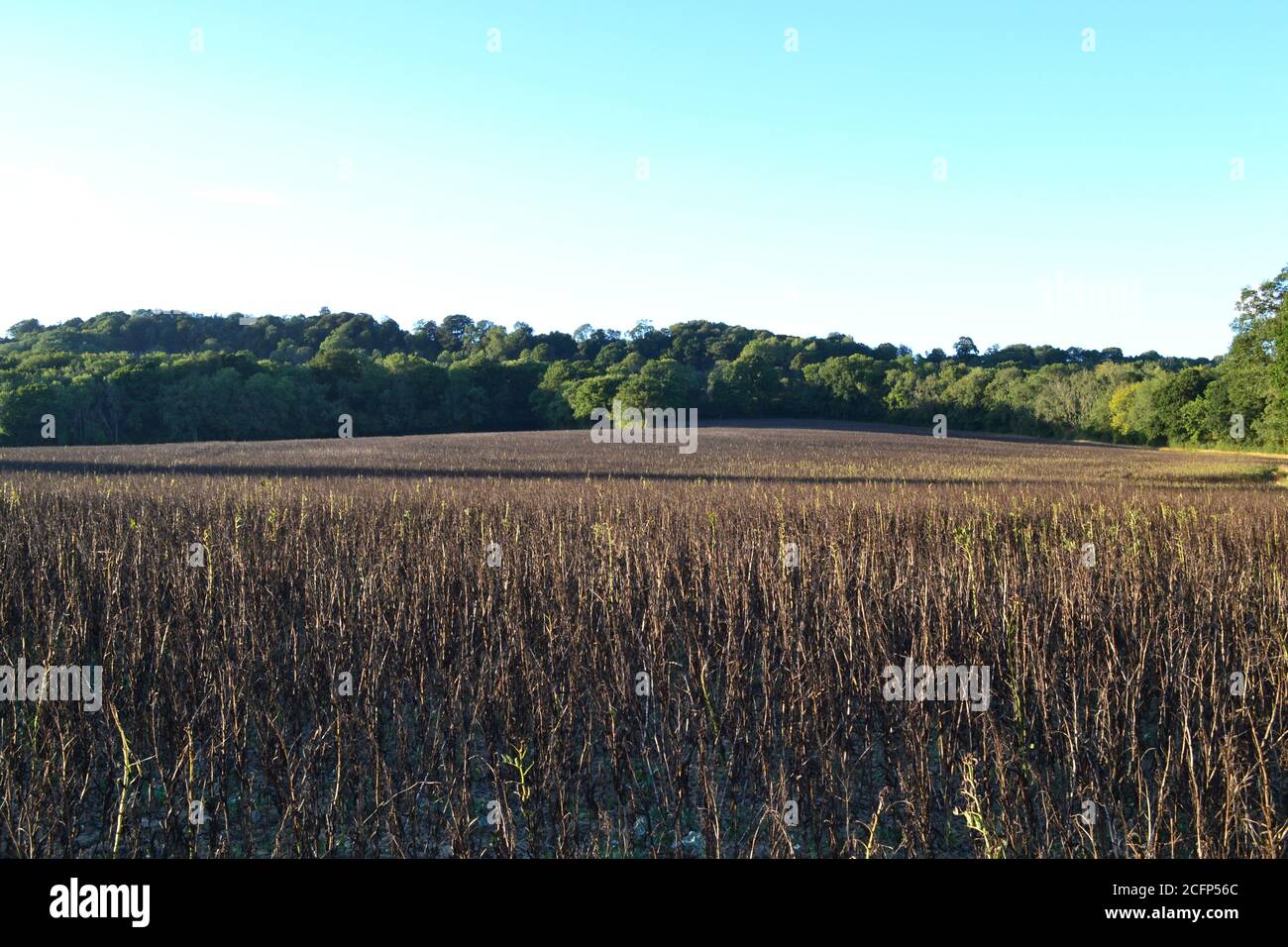 Burnt crops hi-res stock photography and images - Alamy